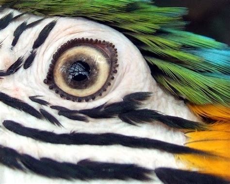 15 Parrot Eyes Really Close Up Parrots Art Macaw Art Close Up