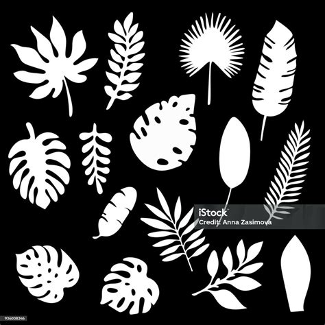 팜은 실루엣 세트 검은색에 고립 된 나뭇잎 열 대 잎 실루엣 요소 격리 설정입니다 팜 부채꼴 야자수 몬스 테라 바나나 나뭇잎