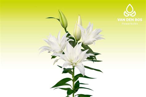 Roselily Tanya 玫瑰百合 Van den Bos Flowerbulbs