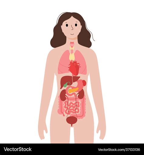 Female Body Parts Diagram