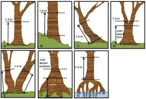 Estimating Diameter At Breast Height Dbh For Irregular Mangrove Trees Download Scientific