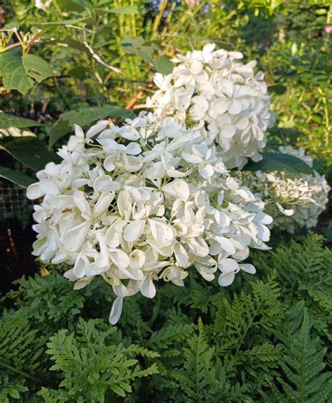 Hydrangea Arborescens Species Complex Cultivars Nz Trees And Shrubs