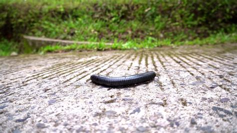Black Big Centipede Myriapoda With Hard Shell Crossing Concrete Road In