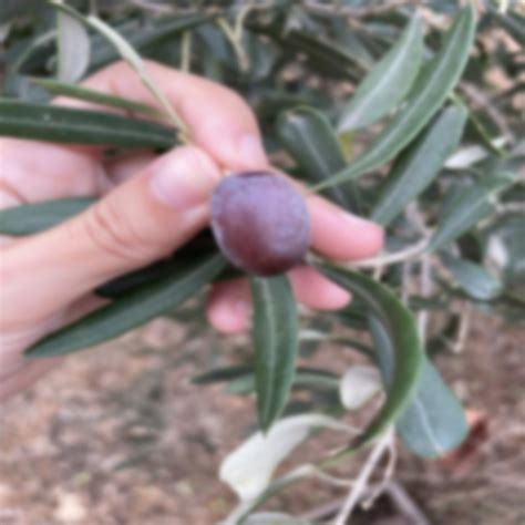 Olive Detection Object Detection Dataset By Mcast