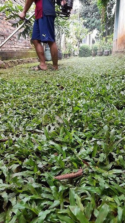 Potong Rumputperawatan Berkala Youtube