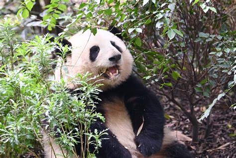 网红大熊猫“和花”卖萌