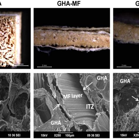 A Stereomicroscopic Images B Scanning Electron Micrographs Of