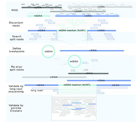 A Novel Numt Detection Pipeline For Paired End Wgs Data In This