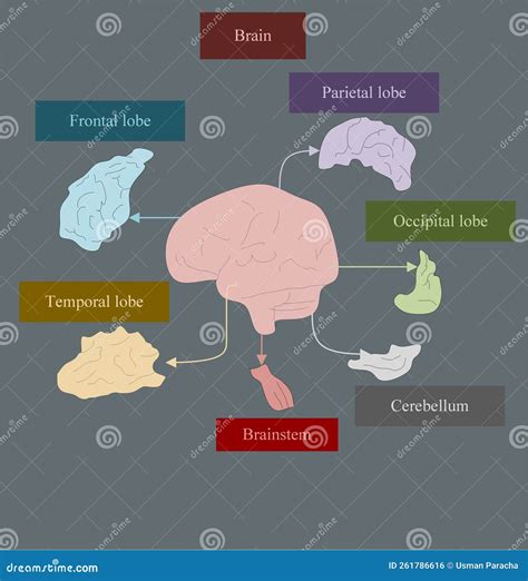Human Brain Consists Of Different Parts Including Four Lobes Royalty Free Stock Image