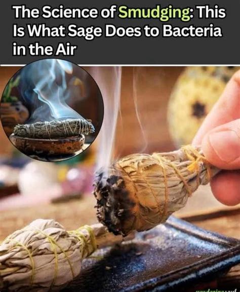 Lisa The Science Of Smudging What Sage Does To Bacteriathe Science