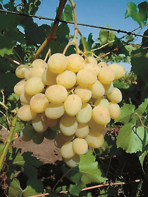 Бели десертни сортове лози за двора Български Фермер
