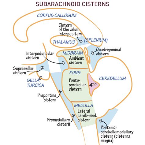 Subarachnoid Cisterns