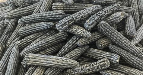 Exploring Mutable Forms Of Earth With Blank Projects Latest Exhibition CEC