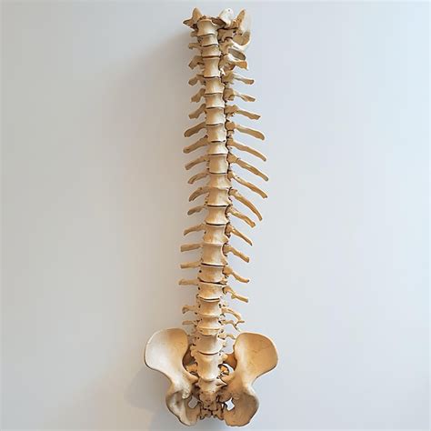 Human Spinal Column With Pelvis Anatomy Model Medical Illustration Premium Ai Generated Image
