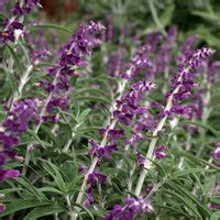 Mexican Sage The Diggers Club