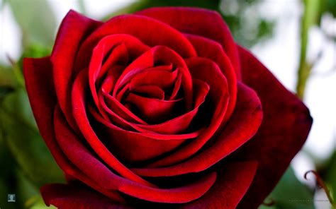 Goddess Central With Beatrice Marot The Golden Rose