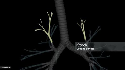The Apical Segmental Bronchus Is The Most Superior Bronchus Of The
