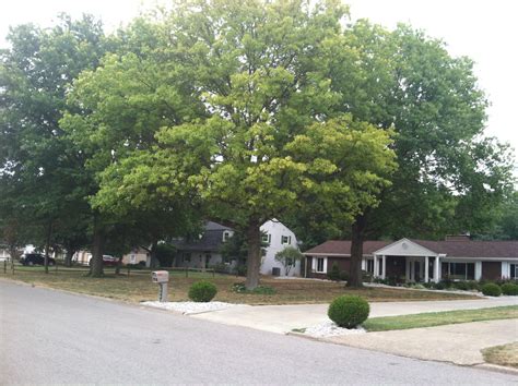 The Silent Tree Killer Compaction Purdue Landscape Report