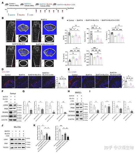 Cell Metabolism丨bmsc刺激骨形成的重要作用机制 知乎