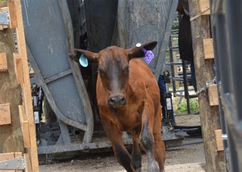 Beef Quality Assurance Program Injection Site Guideline Drovers