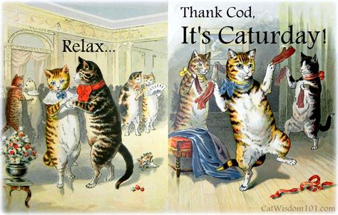 Caturday Pictures Happy Caturday Poster For Sale By Ladylalitafanta