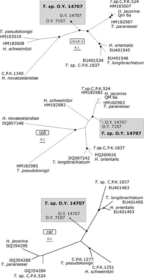 Bayesian Circular Phylograms Inferred From The Data Set Of Partial