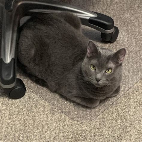 Summer Bs Postlemon8