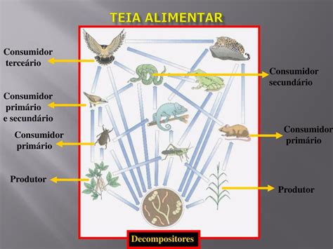 PPT INTRODUÇÃO AO ESTUDO DA ECOLOGIA PowerPoint Presentation ID 693607