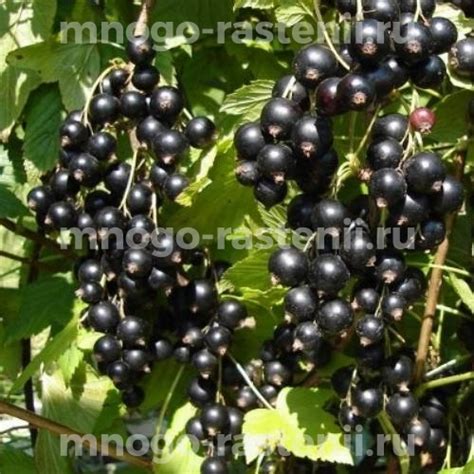 Саженцы Смородина золотистая Мускат купить по цене 1000 руб. в Москве с ...