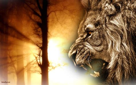 Lion Roar Wallpapers Wallpaper Cave
