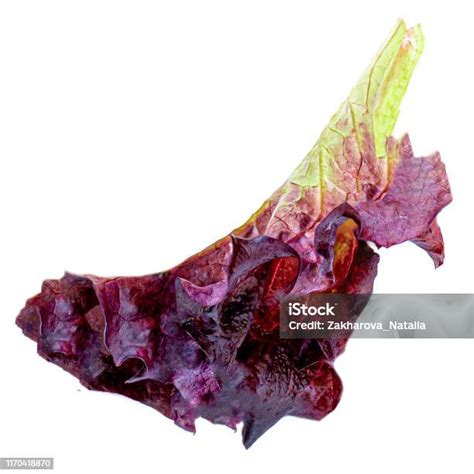 양상추 샐러드 잎 고립 흰색 배경에 신선한 보라색 로메인 양상추 바타비아 샐러드 건강한 생활방식에 대한 스톡 사진 및 기타 이미지 건강한 생활방식 건강한 식생활 날것