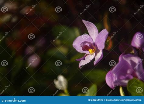 Violet Magic Stock Image Image Of Garden Closeup Magic 236254929