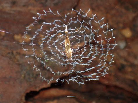 Arthropodtaxonomyorders Object Detection Dataset And Pre Trained Model By Dlproject