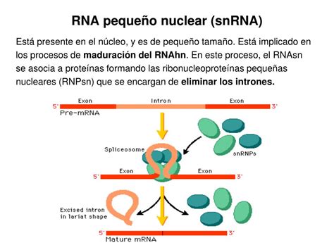 Ppt Ácidos Nucleicos Mary L Vallecillo Msc Powerpoint Presentation