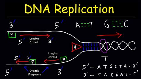 Dna Replication Leading Strand Vs Lagging Strand And Okazaki Fragments