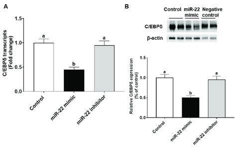 Mir 22 Inhibits C Ebpδ Expression In Hiecs Mrna A And Protein B Download Scientific