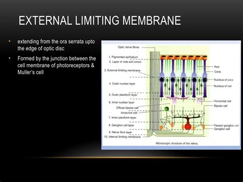 Anatomy Of Retina And Visual Pathwaypptx