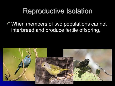 Ppt Speciation Powerpoint Presentation Free Download Id217510