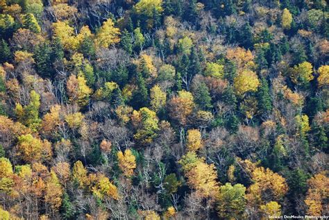 Montclair High School Bio Blog Grass The Horror Story