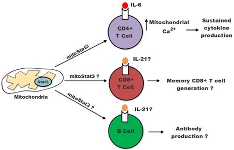 A New Perspective Mitochondrial Stat3 As A Regulator For Lymphocyte