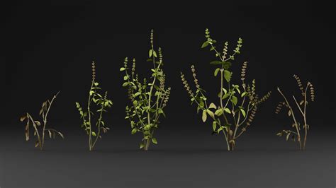 Basil Herbs Plant 3d Model By Green Lander