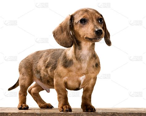 达克斯猎犬小狗狗