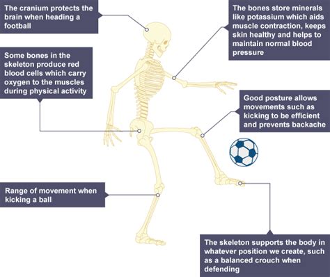 Skeletal System Function