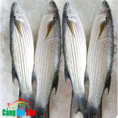 Cá Đối Sông Tươi Ngon Bán Tại Cảng Hải Sản