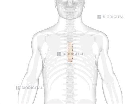 Skeletal System Sternum
