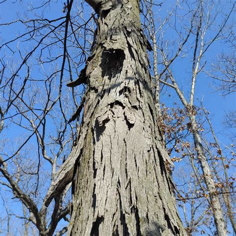 Shagbark Hickory Bark Buy Online Foraged