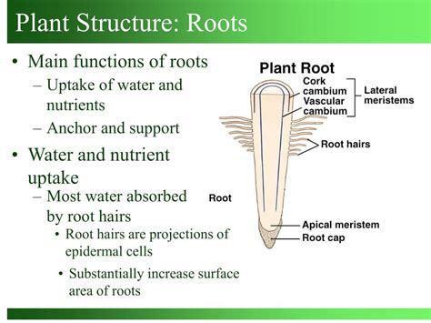 PPT Plant Structure Organs PowerPoint Presentation Free Download ID 21208