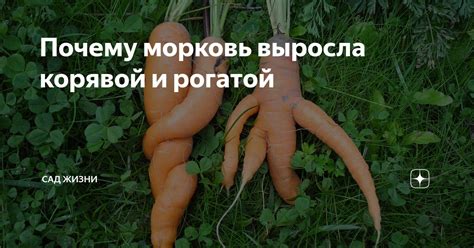 Почему морковь выросла корявой и рогатой Сад Жизни Дзен