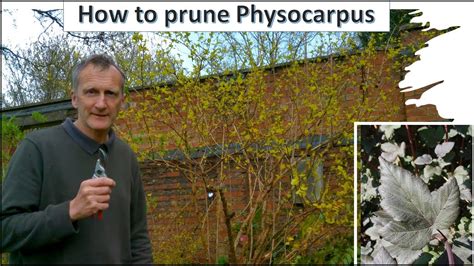 How To Prune Physocarpus Youtube