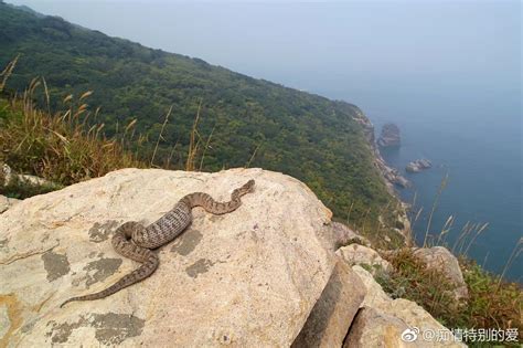辽宁大连：蛇岛探秘